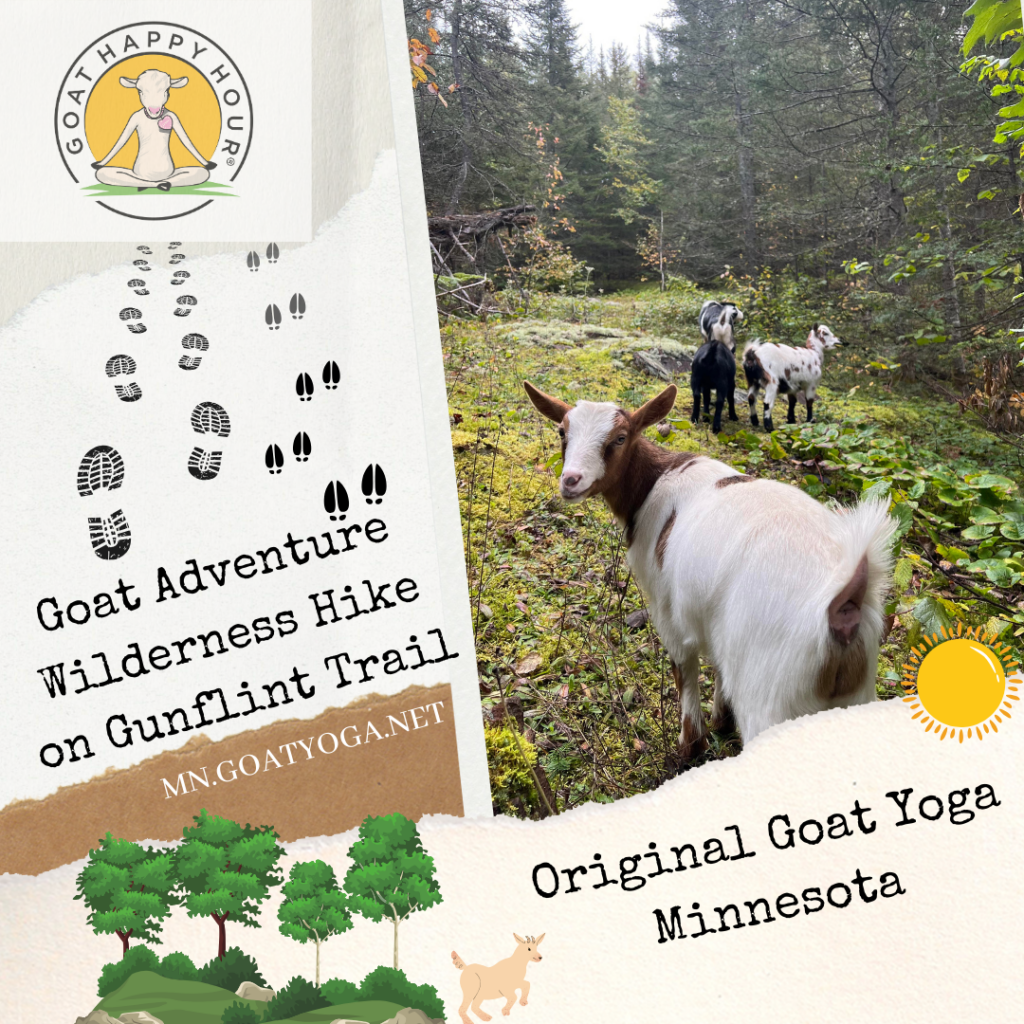 Original Goat Yoga Experience | Original Goat Yoga & Goat Happy Hour ...